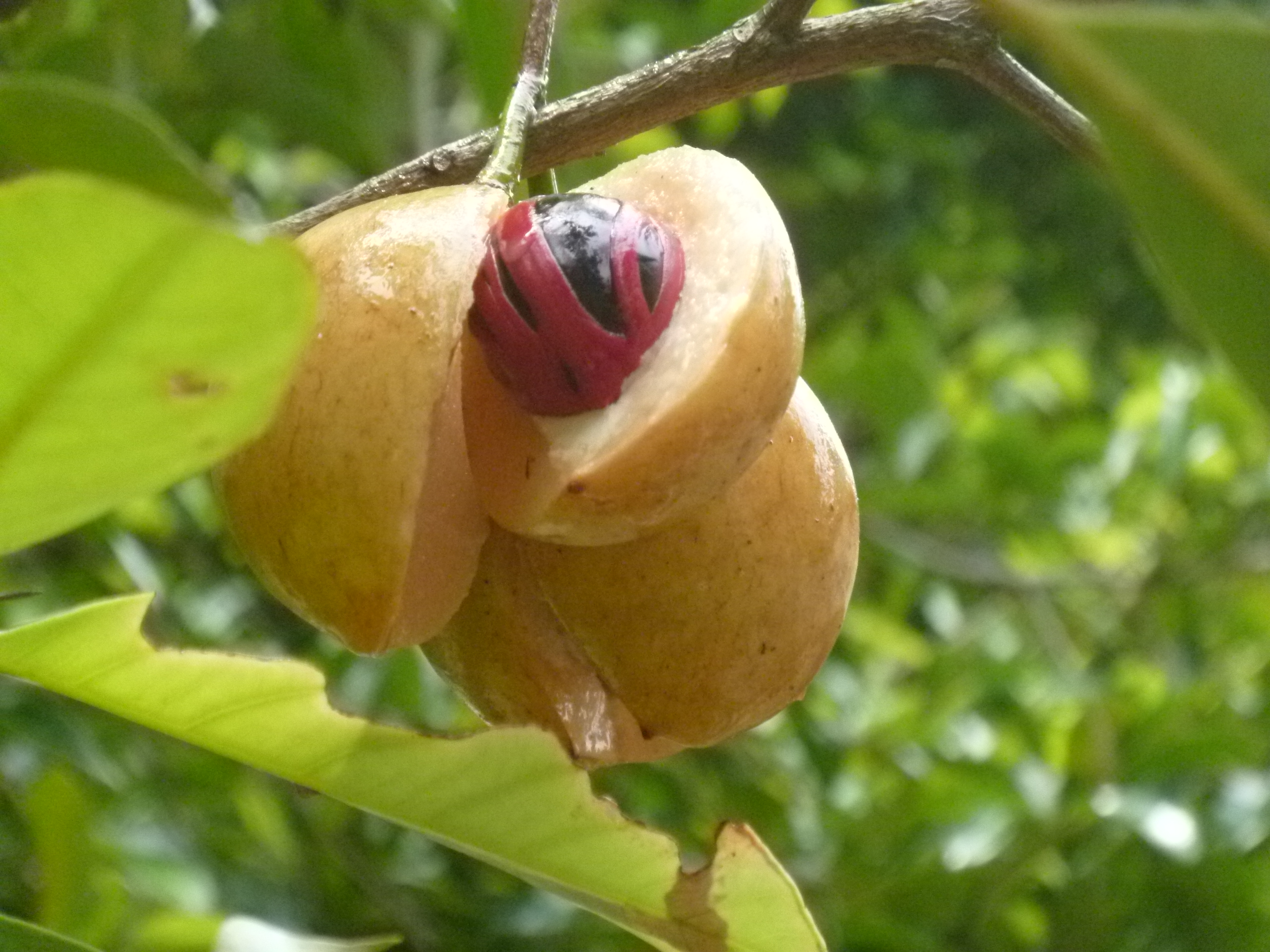 Giant nutmegs found in Singapore! | spiceislandsblog