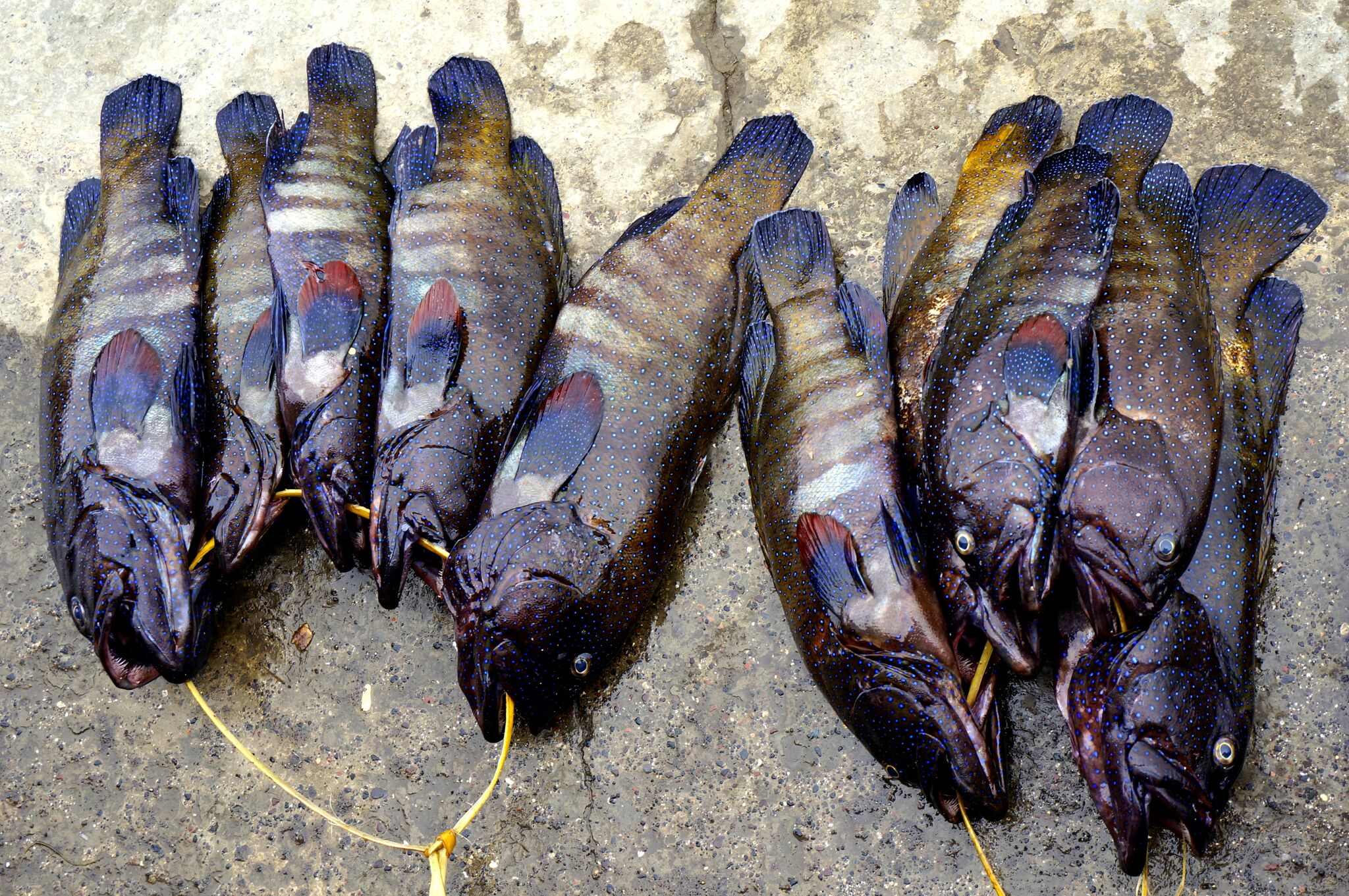 Around the fishmarket at Banda Neira | spiceislandsblog