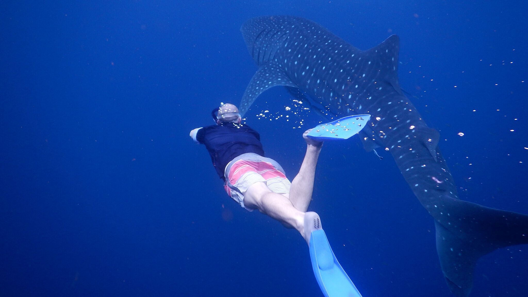 Swimming with Whale Sharks in Papua | spiceislandsblog