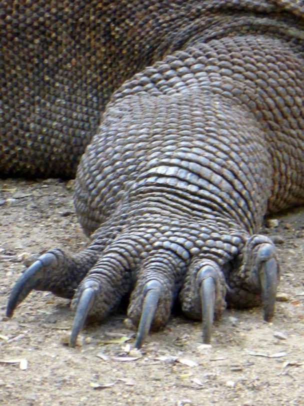 Dragon’s Paradise Lost – Varanus komodoensis | spiceislandsblog