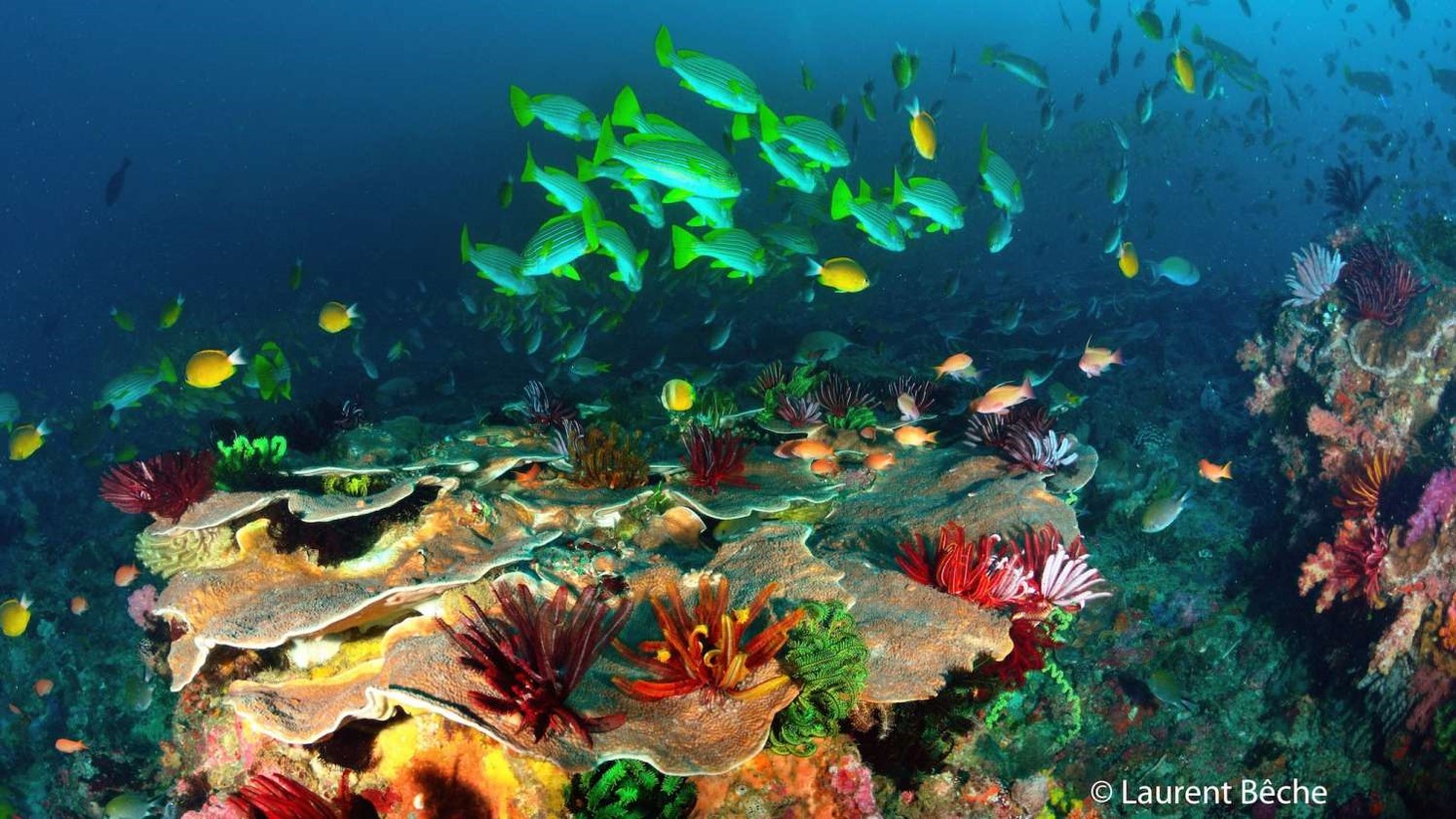 The Coral Triangle, The Rajah Ampat and Wayag Island | spiceislandsblog
